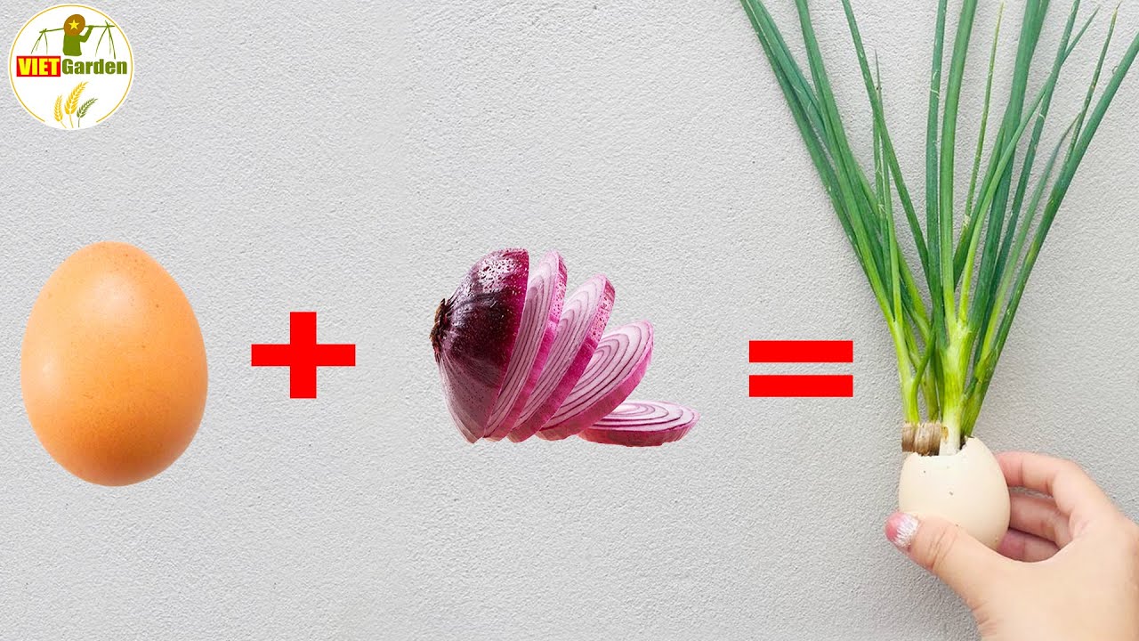 If You Have Egg Shells And Onions In The House, Try This Easy Onion ...