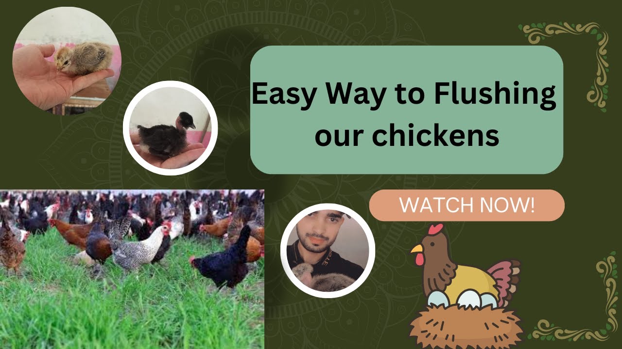 How We Can Flushing Our Chickens || Easy Method Of Flushing # ...