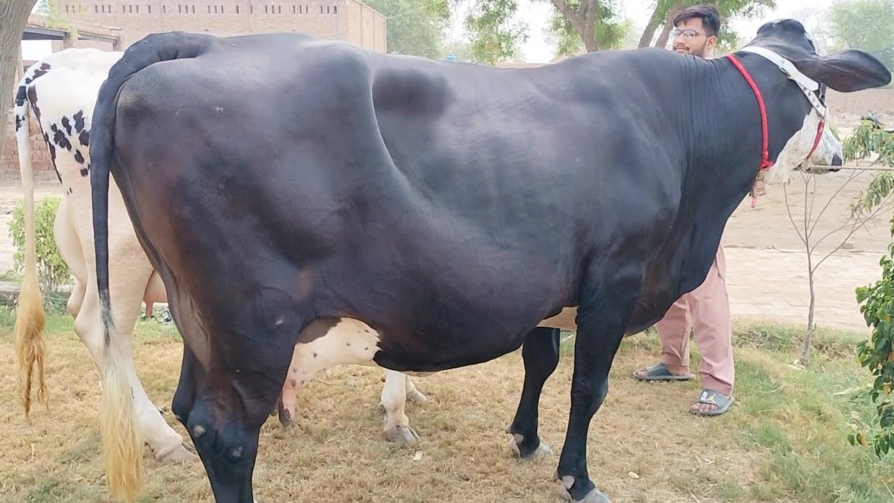 big cow | friesian chulstani cross cow for sale in Pakistan 08/07/2024 ...
