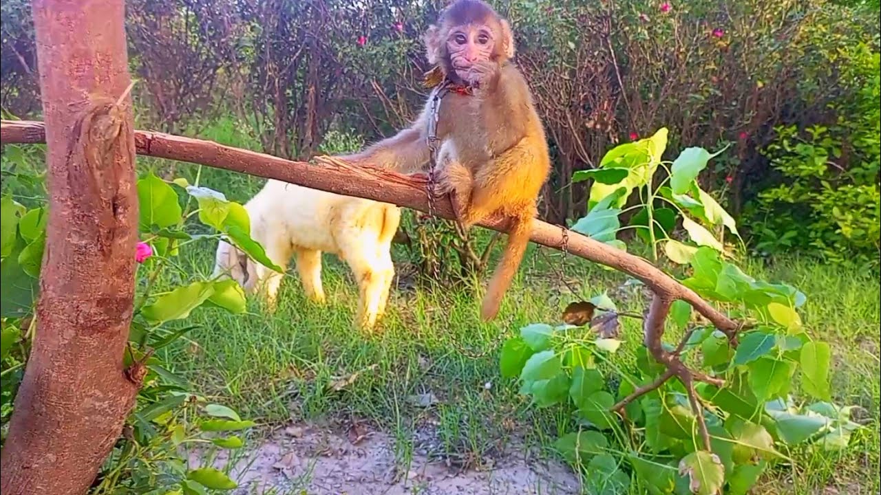Cute Baby Monkey Eating Fruit And Play with Goat - YouTube