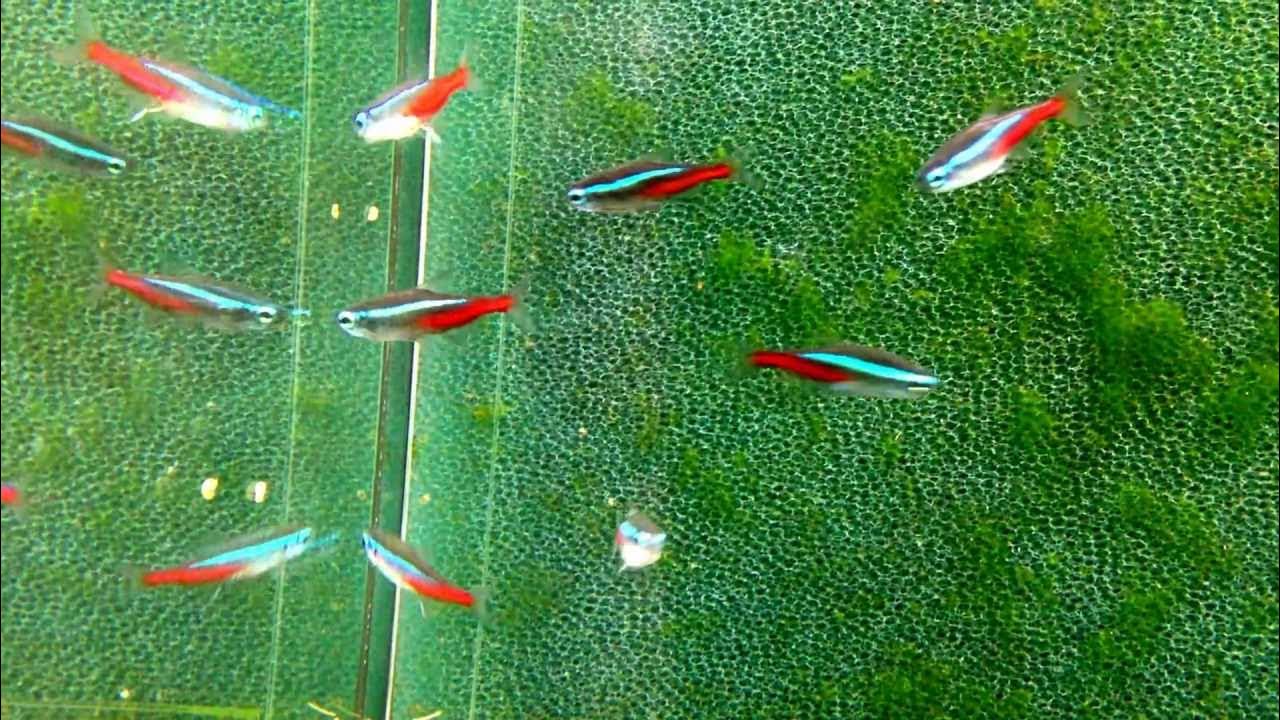 Na predaj Paracheirodon inessi (neonky) v Akvaristika Rača ! - YouTube