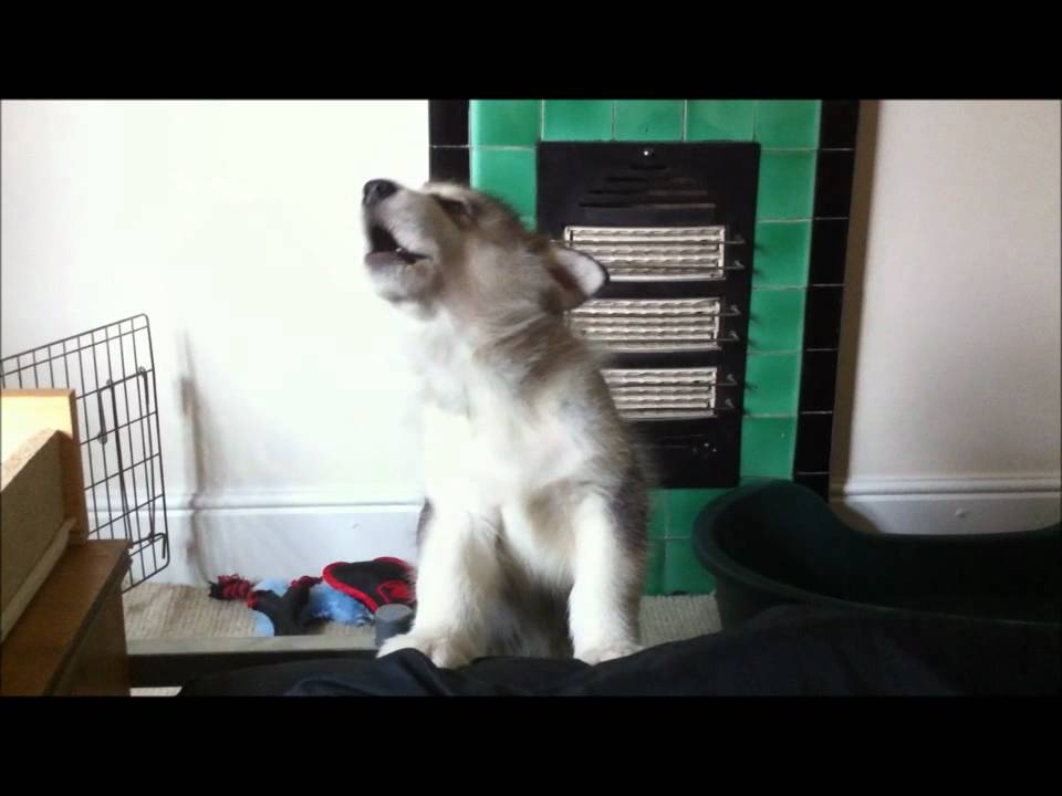 Baby Alaskan Malamute howling - YouTube
