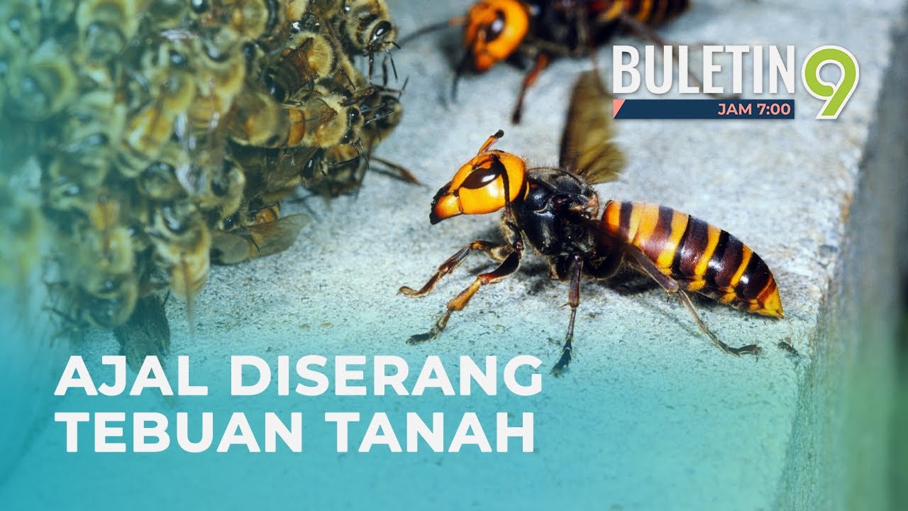 Maut Disengat Lebih 60 Ekor Tebuan Tanah - YouTube