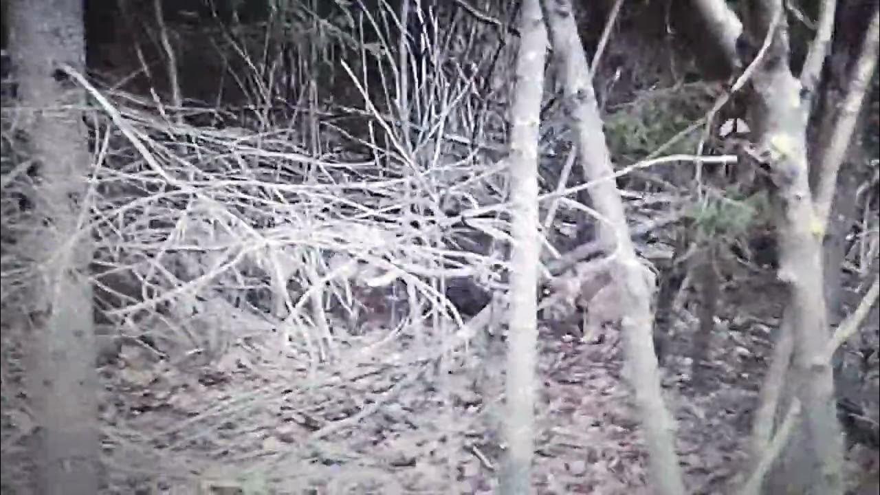 Охота на кабана с лайками. - YouTube