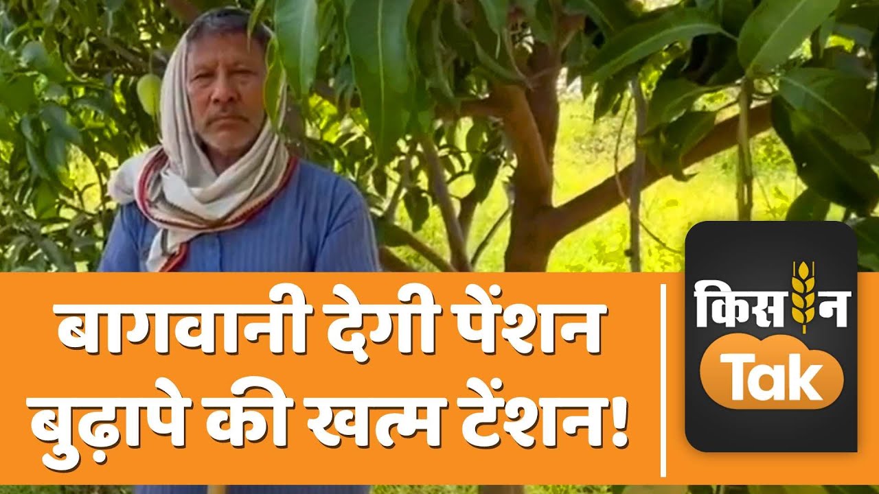 Bagwani Ke Fayde: बुढ़ापे के सहारे के लिए किसान ने की बागवानी ...