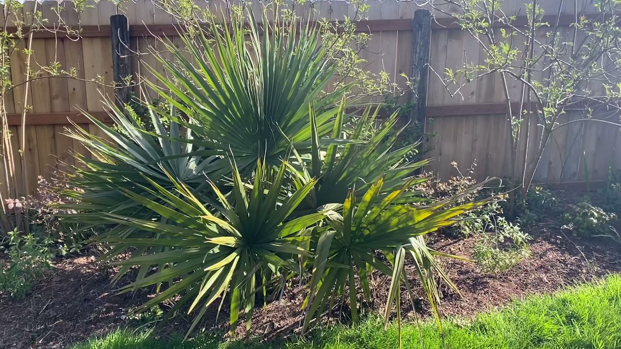 Sabal brazoria - first frond of 2021 - YouTube