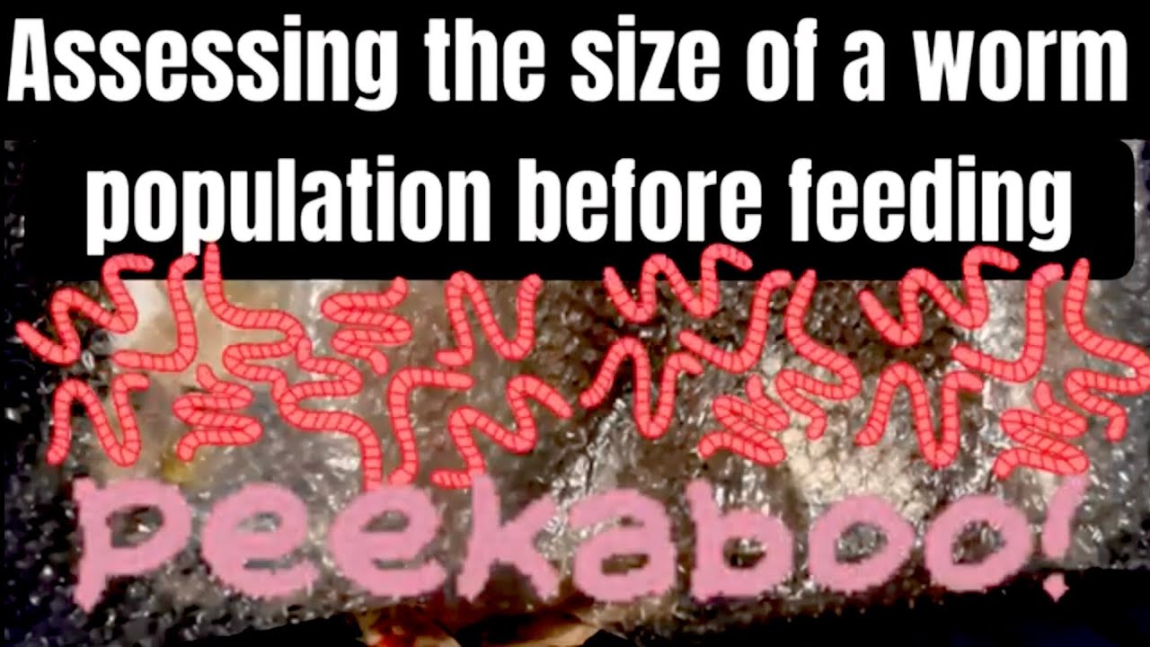 Assessing the size of the worm population in Peekaboo before feeding - YouTube