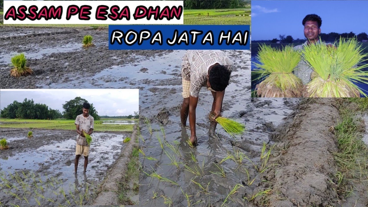 ASSAM Pe Esa dhan ropa jata hai// Aj humlog ka dhan ropa deia hai - YouTube