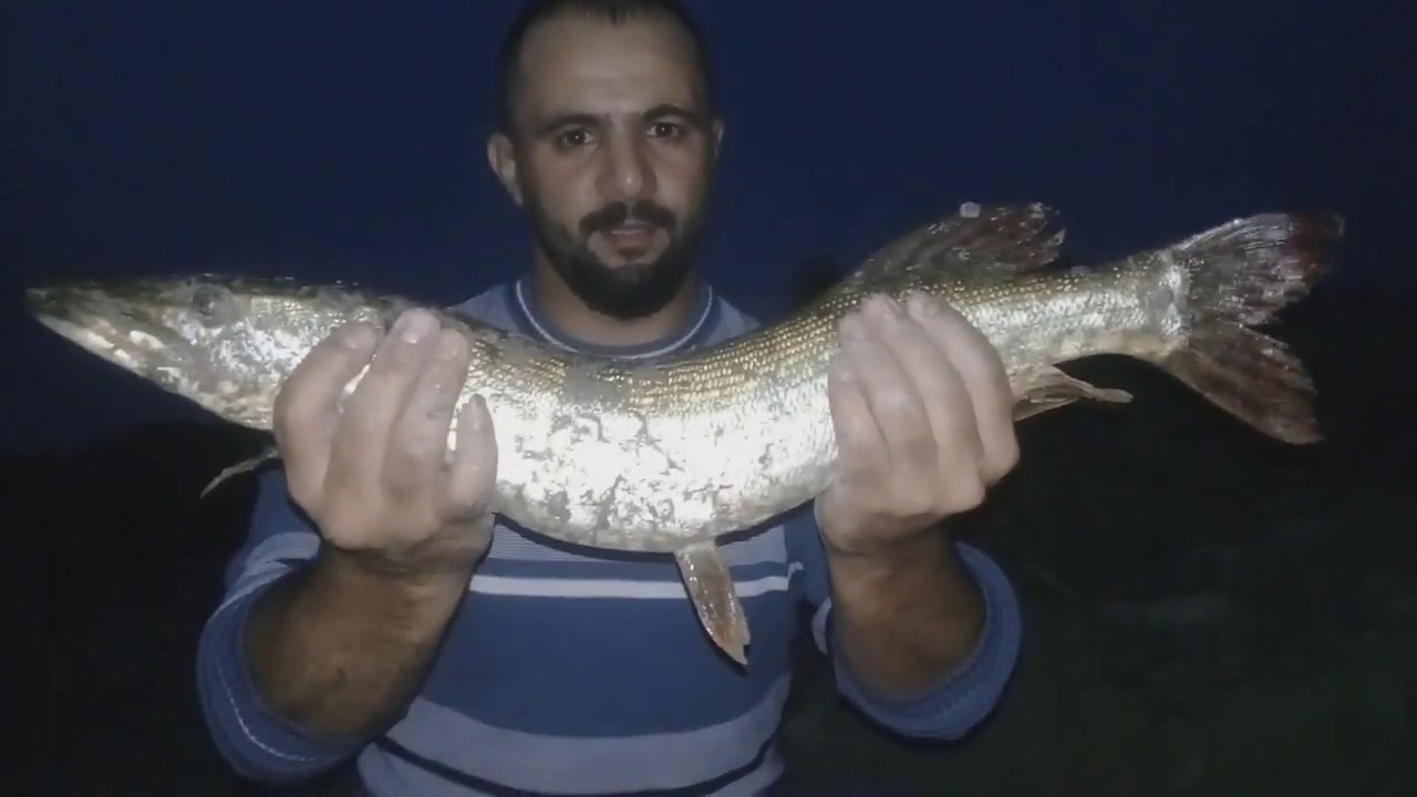 supper baliq ovu - YouTube