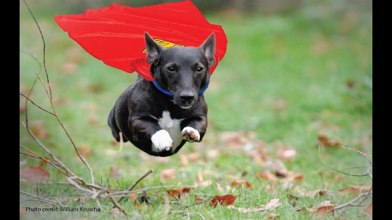 HERO dogs compilation - you cry you win - YouTube