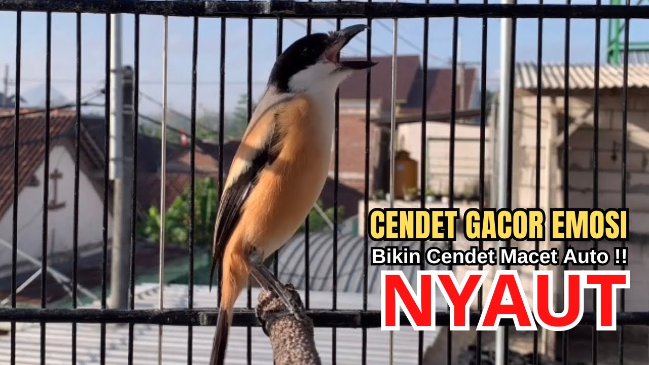 cendet gacor EMOSI TINGGI AMPUH buat PANCINGAN CENDET AGAR BUNYI ...