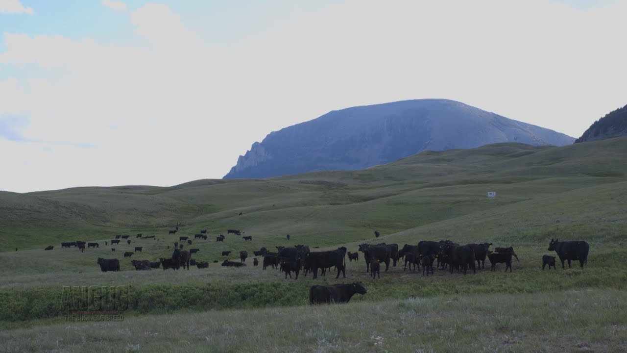 The Angus Report, May 13, 2019: Full Report - YouTube