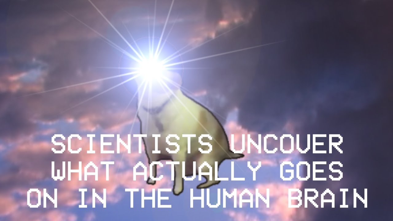 Real footage of the human brain during decision making - YouTube