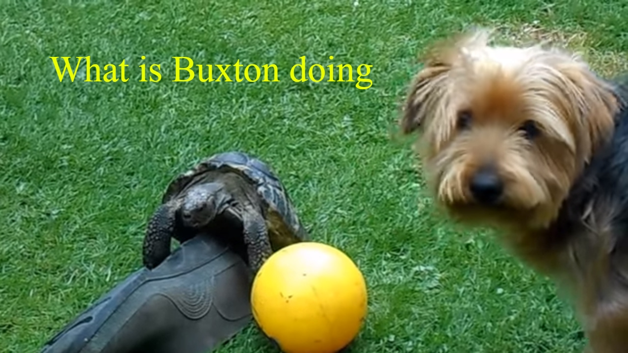 What is that Tortoise doing with that shoe, funny Dog and Tortoise ...