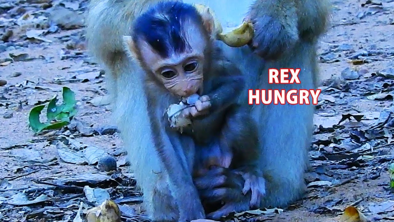 MUCH HUNGRY REX EATING FOOD ! LOOK HAPPY TO SEE MOM SHARE FOOD LIKE ...