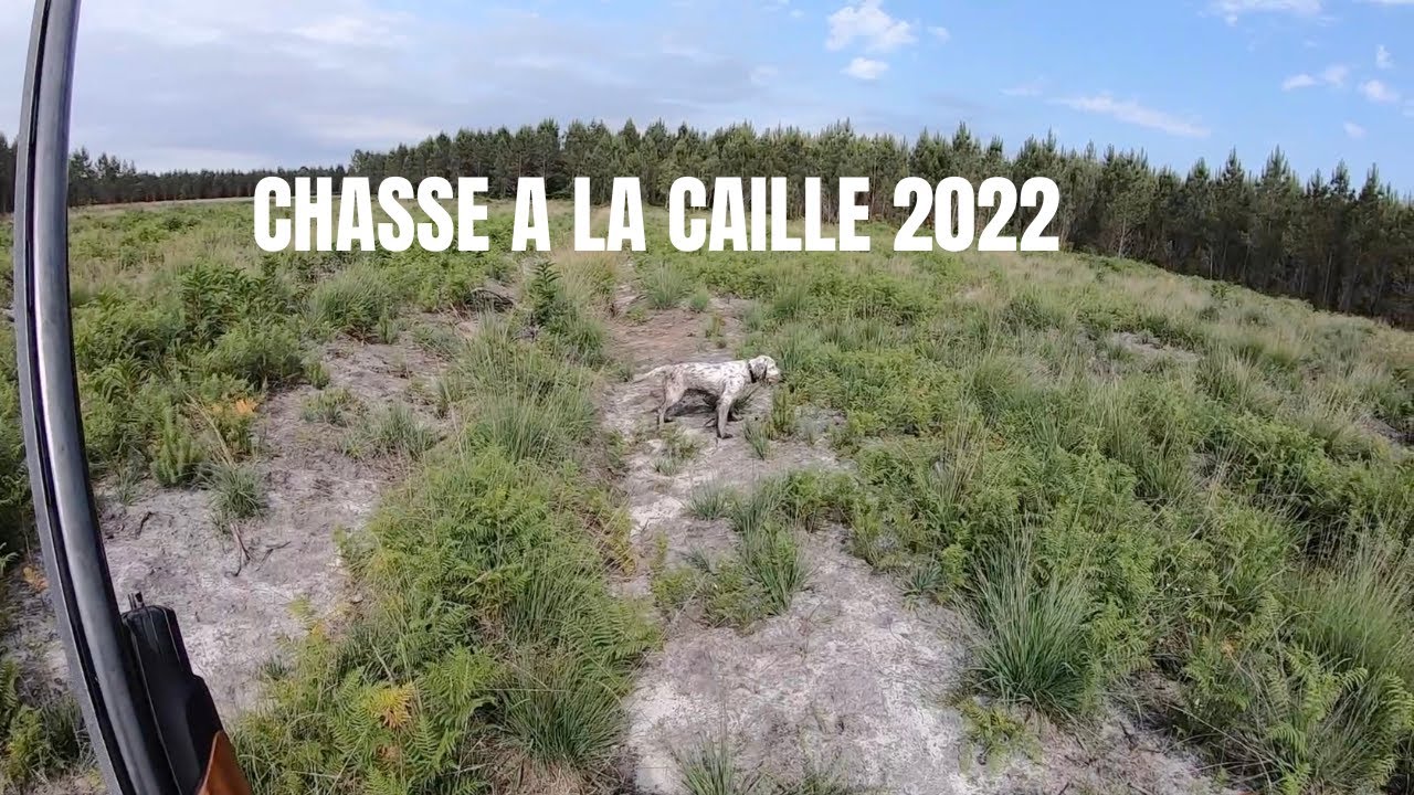 Chasse à la caille - YouTube