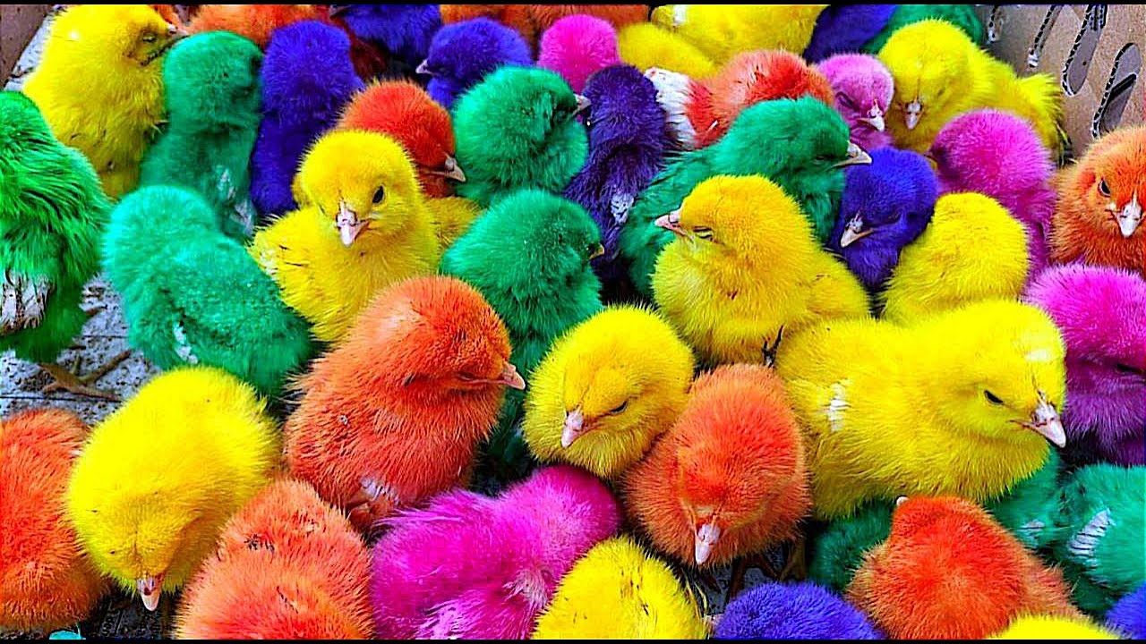 World Cute Chickens, Colorful Chickens, Rainbows Chickens, Cute Ducks ...