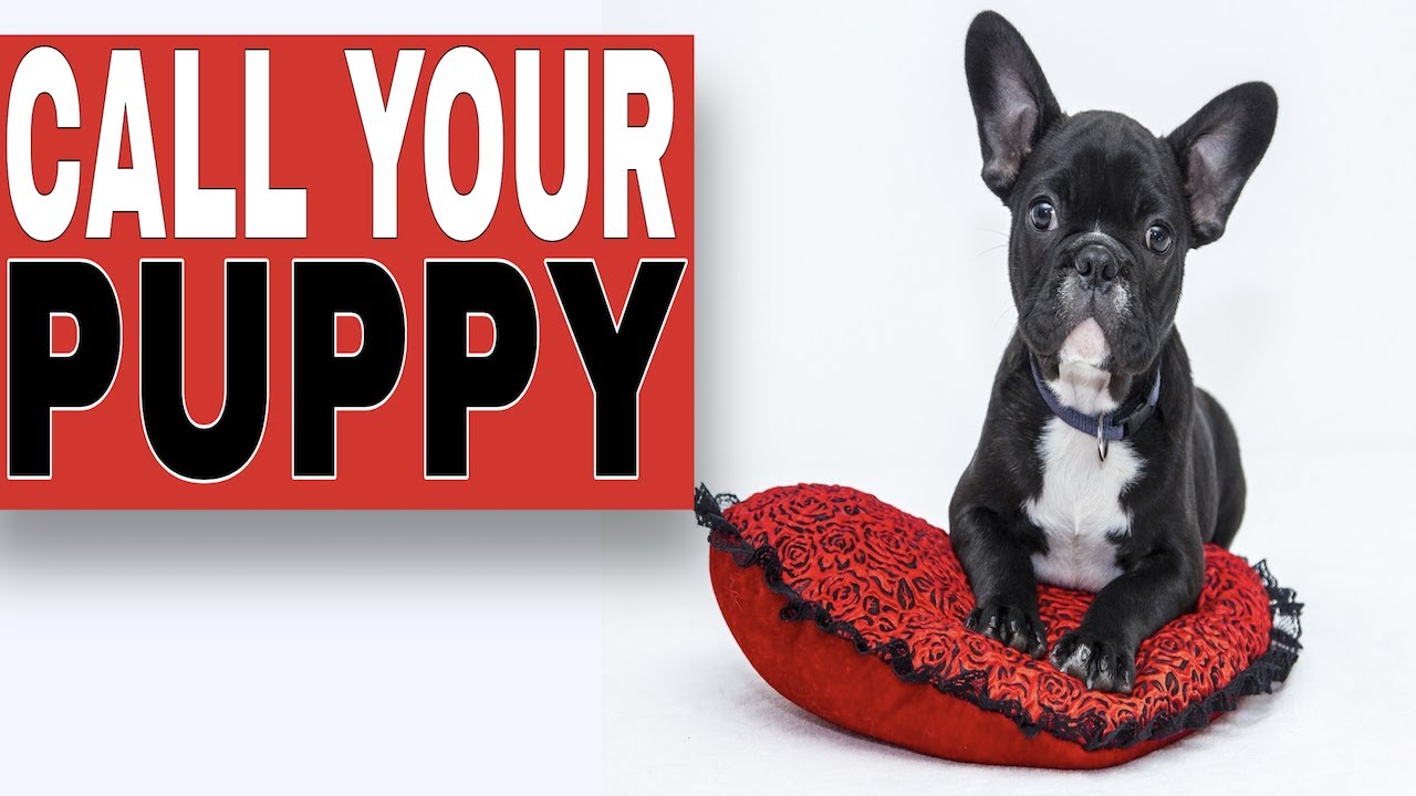 Sound To Call Puppy (GUARANTEED) - YouTube