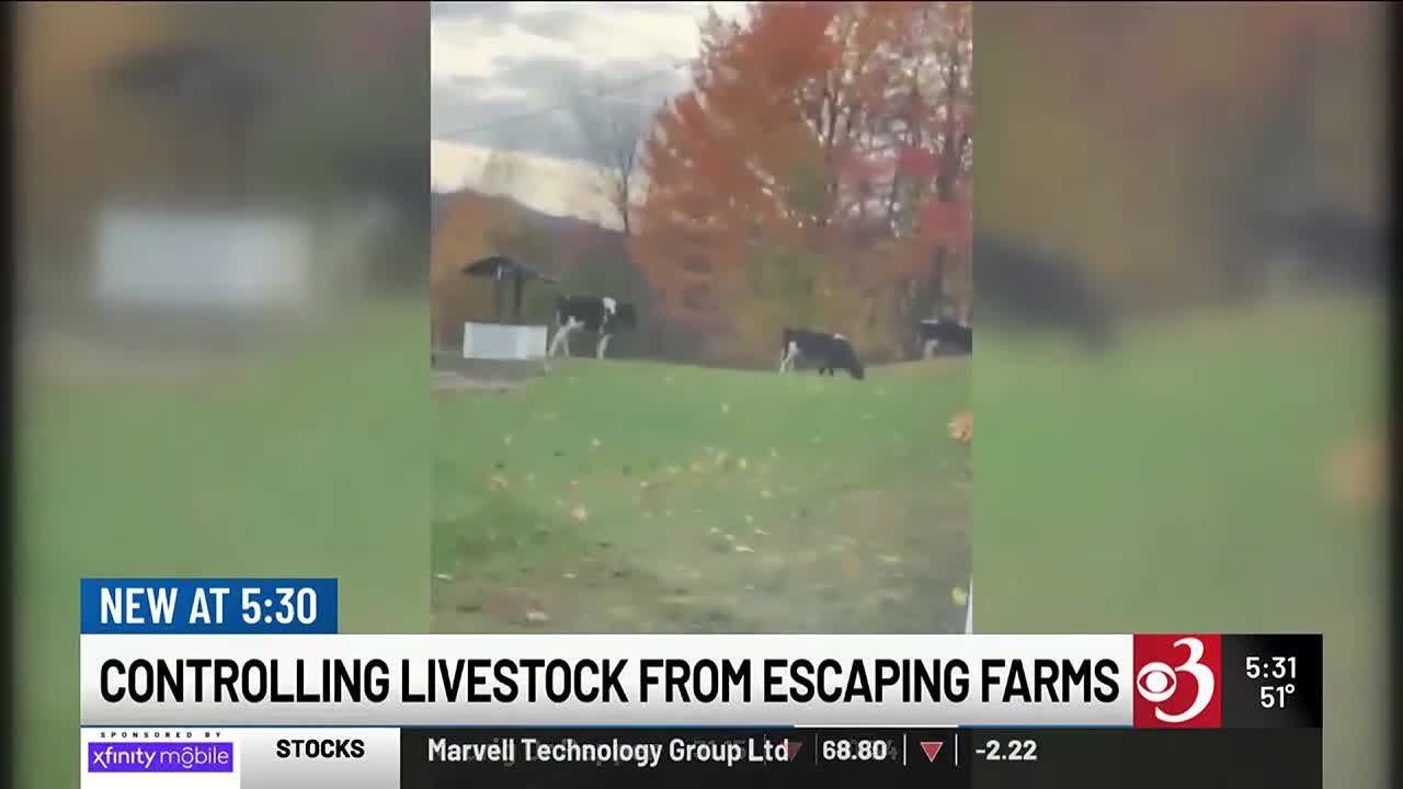 New effort to keep livestock locked up on Vermont farms - YouTube