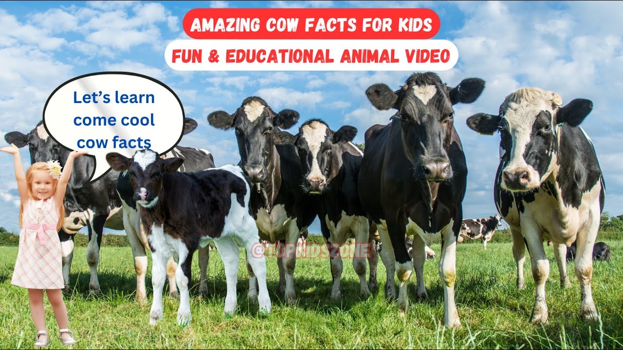Amazing Cow Facts for Kids | Fun & Educational Animal Video # ...