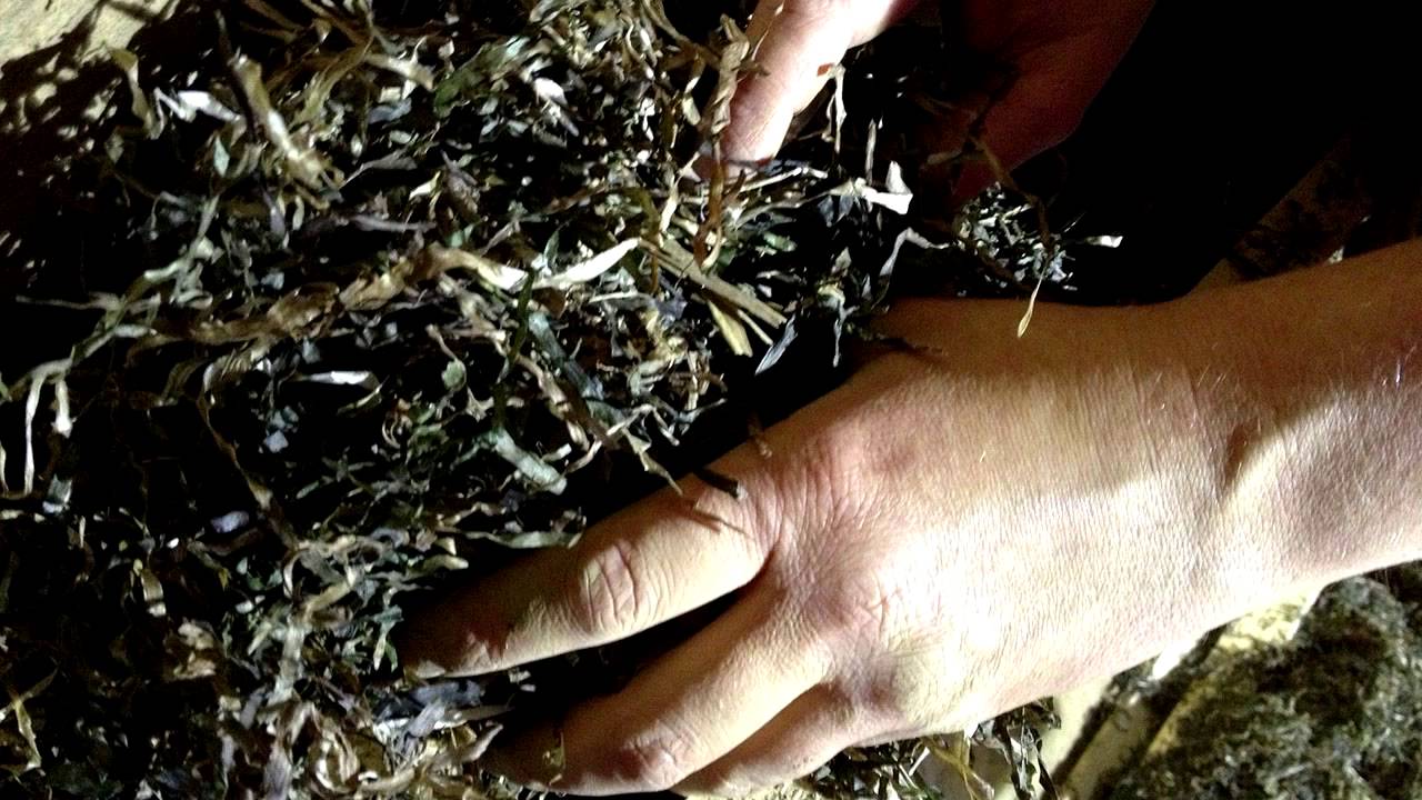 Seaweed / Eelgrass for insulation - YouTube