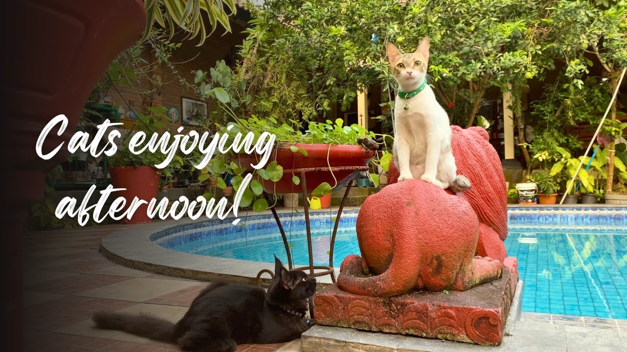 Two Cats Best Friends' Afternoon Playdate! - YouTube