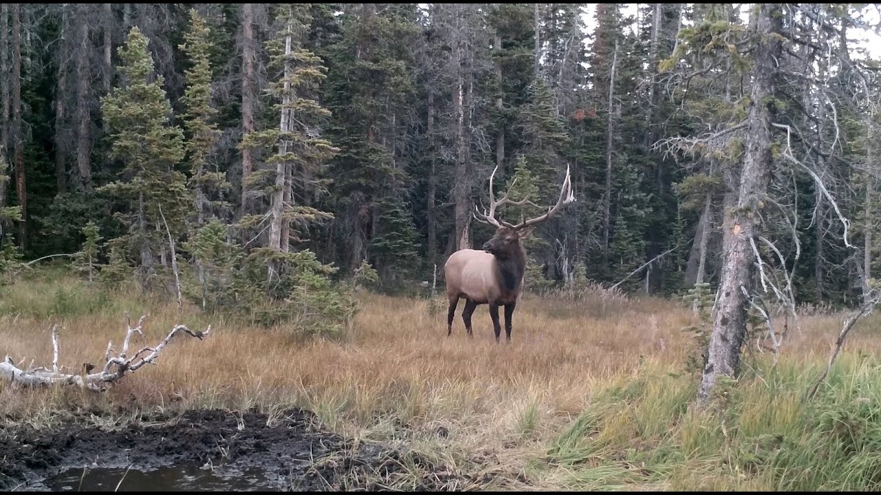 Enormous Bull Elk near Timberline - YouTube