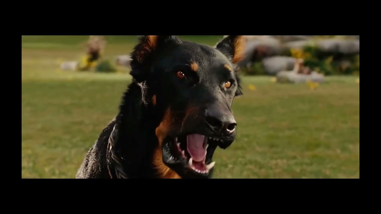 marmaduke learning the rules at the dog park - YouTube