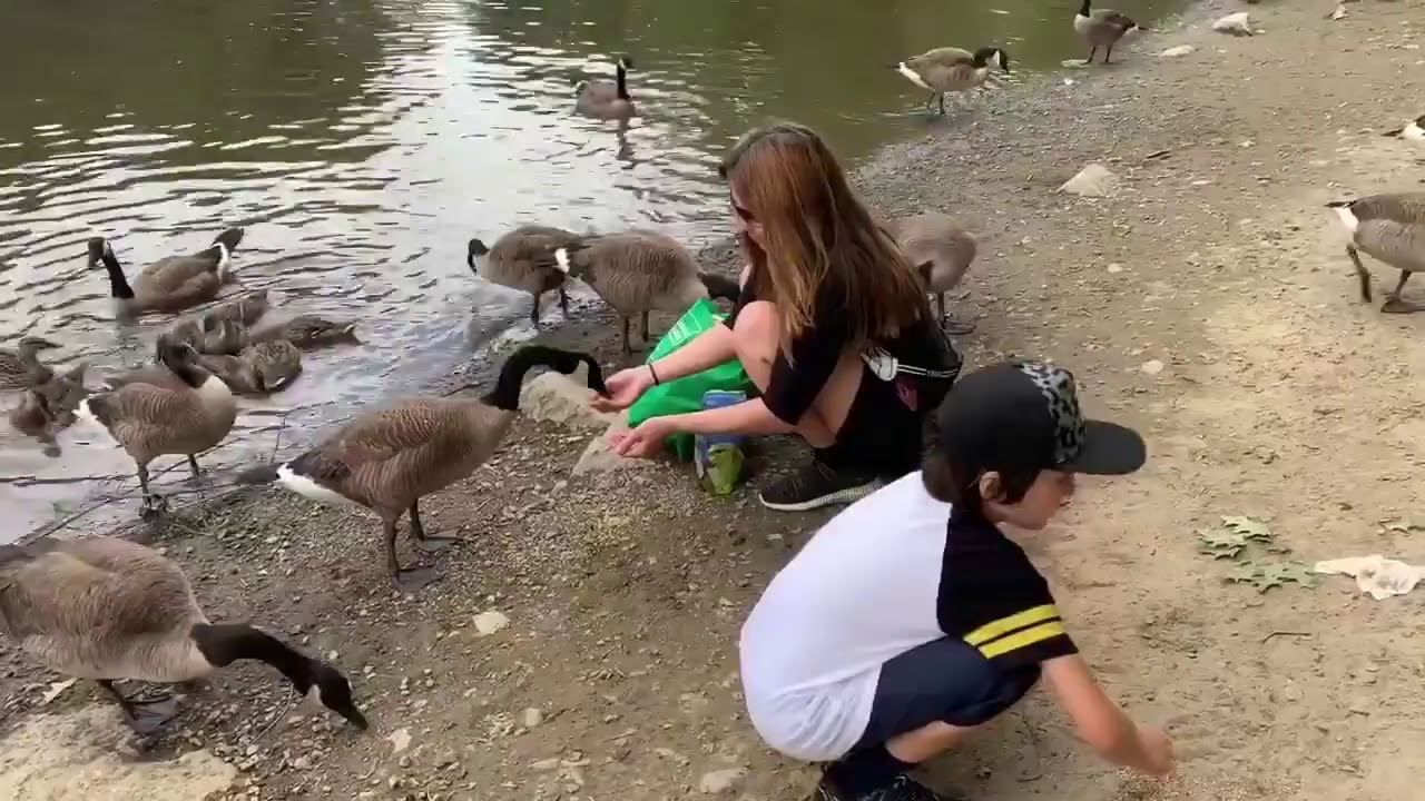 Geese getting hand fed - YouTube