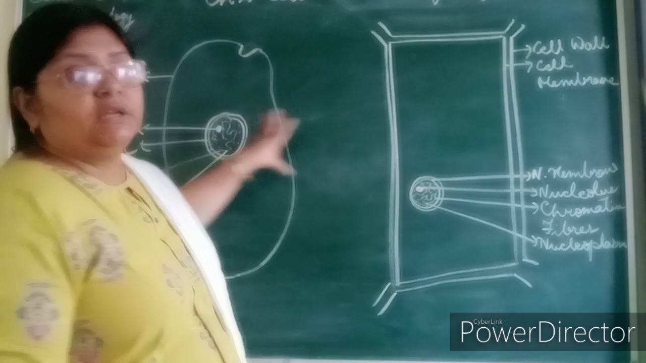 ICSE Class 6 chapter Cell (part 2) - YouTube