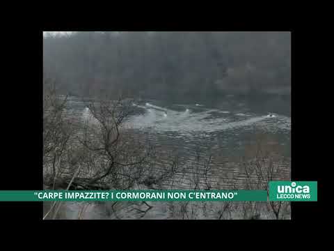 Carpe impazzite? \