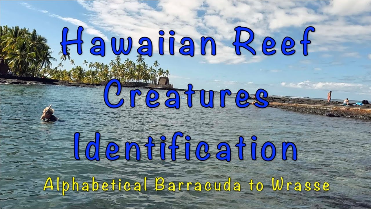 Hawaiian Reef Creatures Identification - YouTube