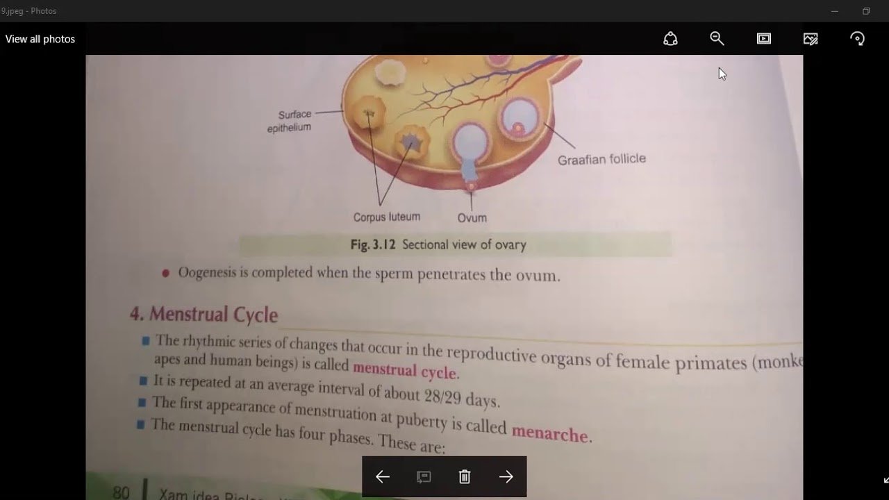 Class 12 Biology chapter Human Reproduction topic Menstrual cycle By Fk ...