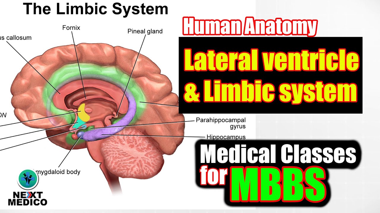 Next Medico - Human Anatomy : Lateral ventricle & Limbic system Lecture ...