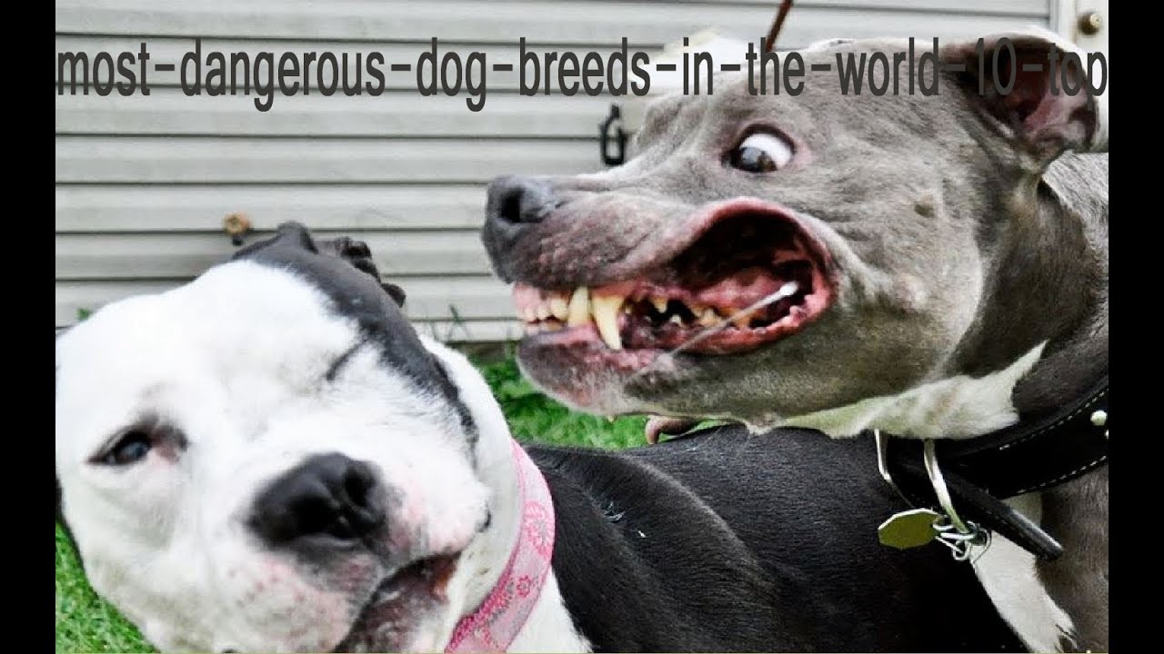 top 10 most dangerous dog breeds in the world - YouTube