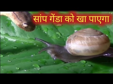 snake v snail - YouTube