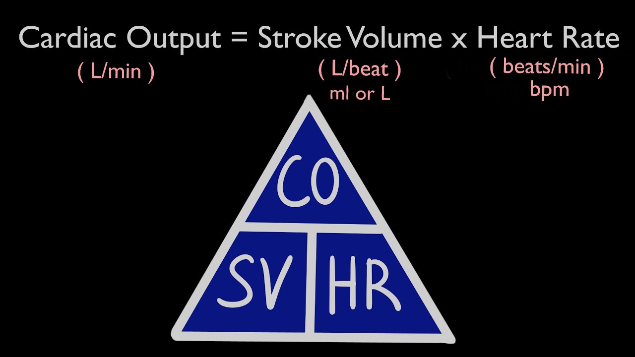 Cardiac Output Stroke Volume And Heart Rate YouTube