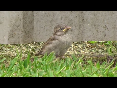 Sparrow Fledgling Learning to Fly - YouTube