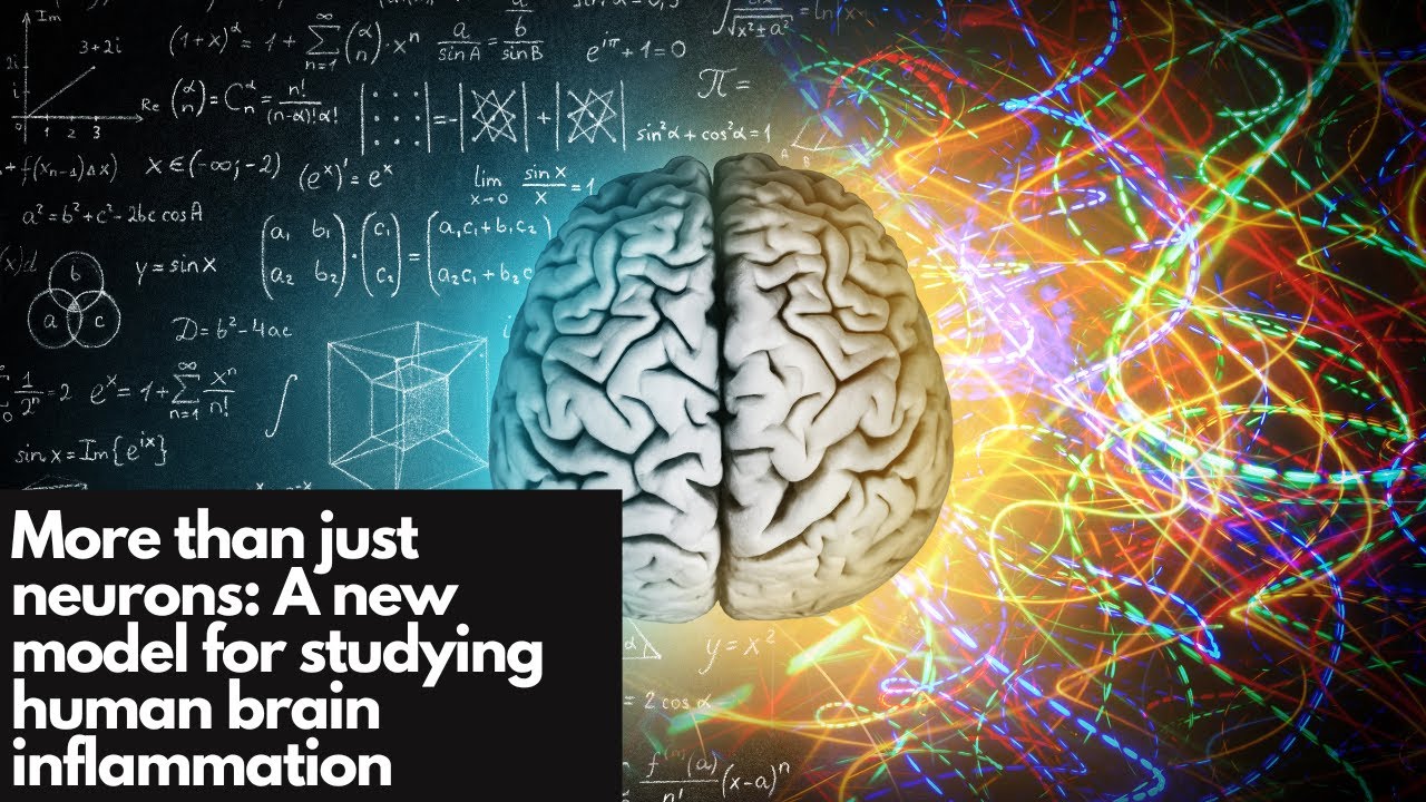 More than just neurons: A new model for studying human brain ...