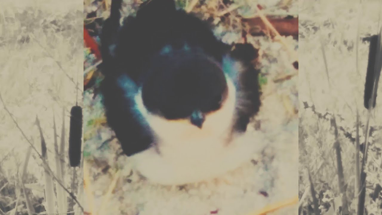 Maa Bonny Lad - YouTube