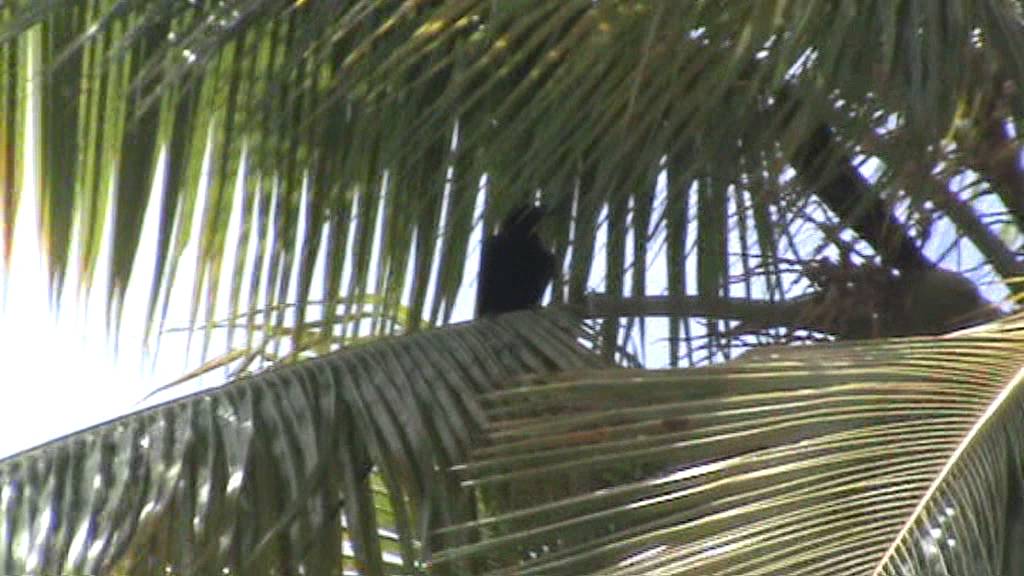 Birds of the Dominican Republic: Palm Crow- Corvus palmarum - YouTube