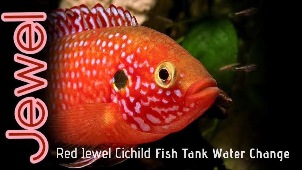 Red Jewel Cichlid Fish Tank Water Change - YouTube