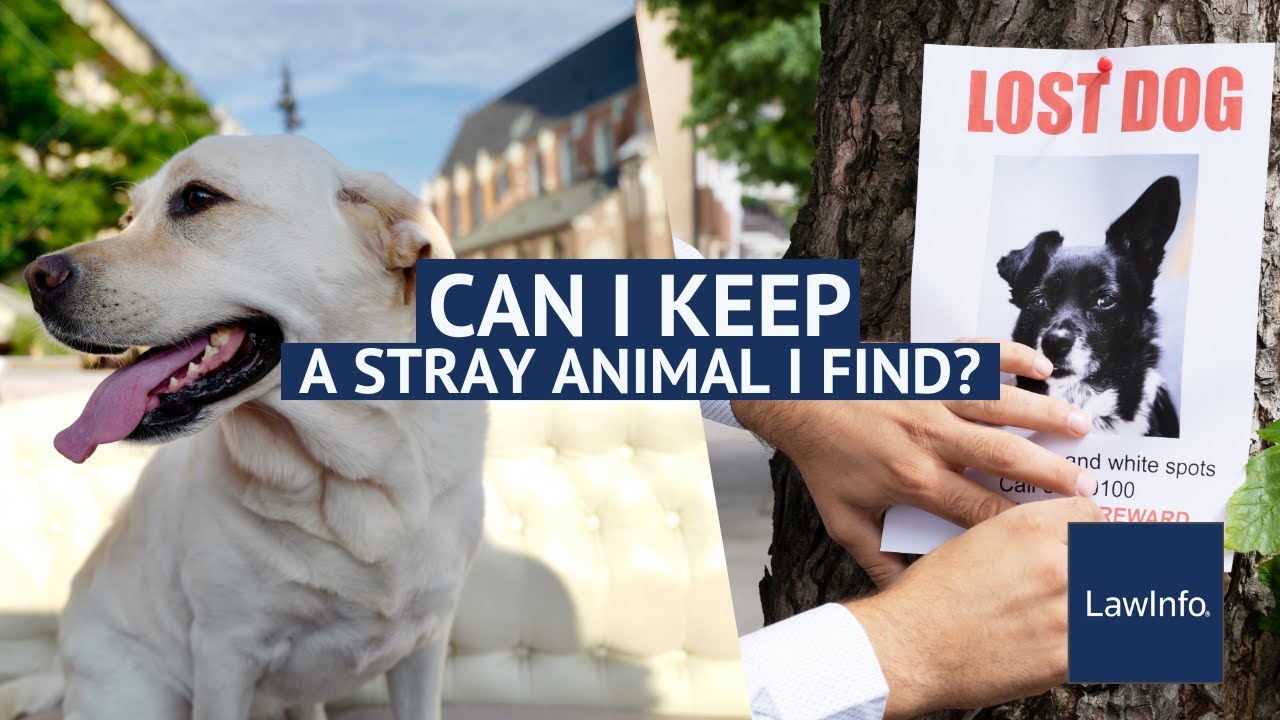 Can I Keep a Stray Animal I Find? | LawInfo - YouTube