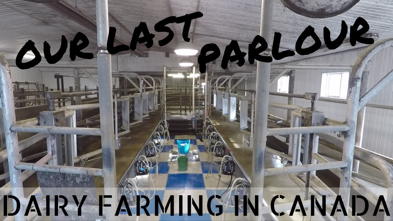 Milking Cows In Our Old Parlour! - YouTube