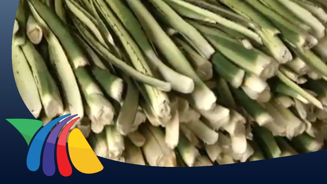 Ixtle, sustento para 40 familias en Nuevo León | Noticias de Nuevo León ...