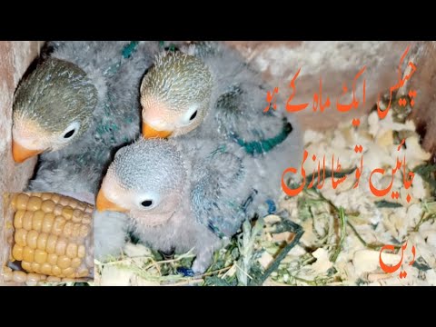 Corn for the Chicks / Chicks 1 Month key ho jaen tu Corn Dain Birds ko ...