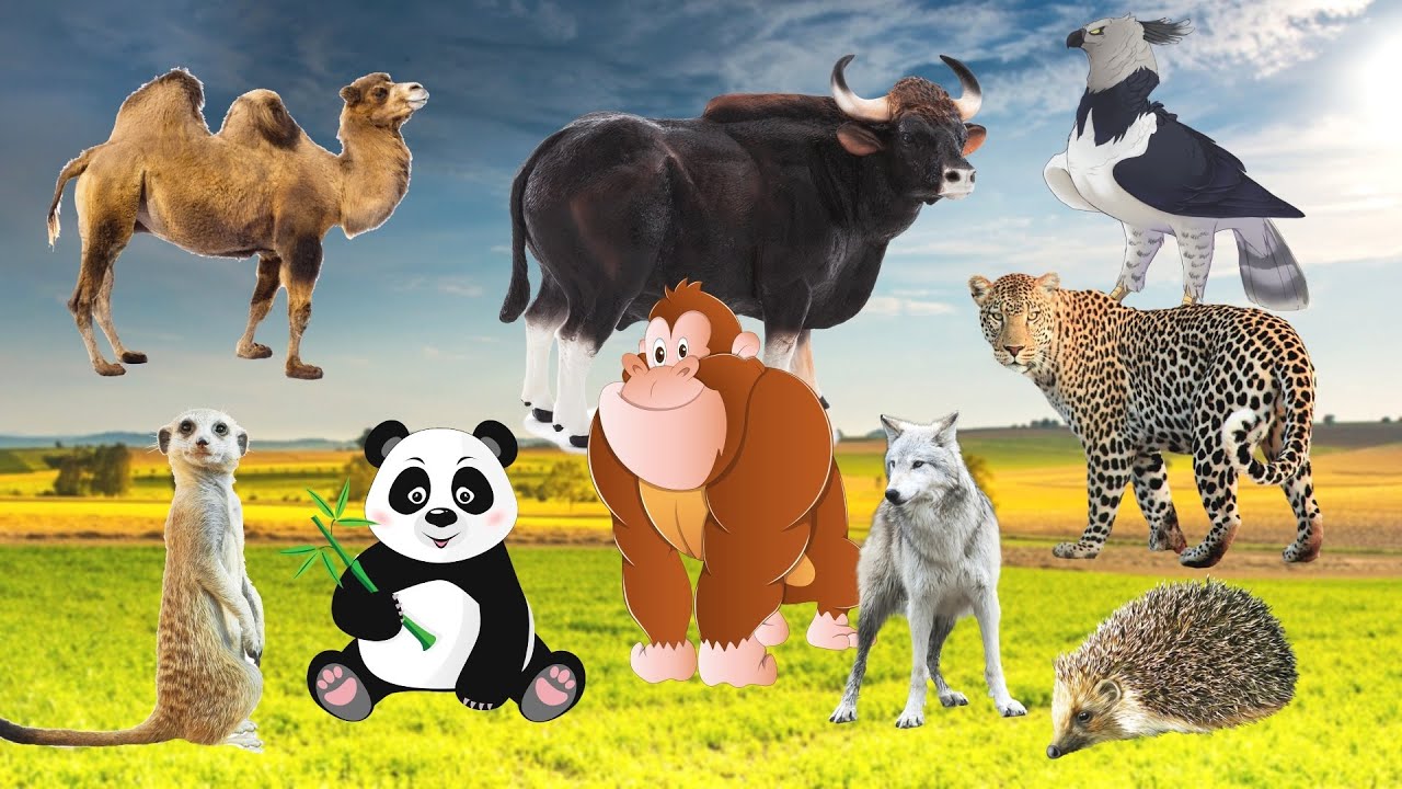 Cute animals video sound - video with domestic animals and birds and ...