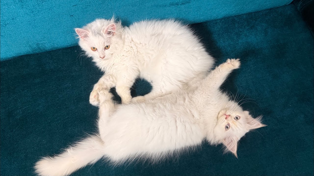 Cats Make Me Happy is live! - YouTube