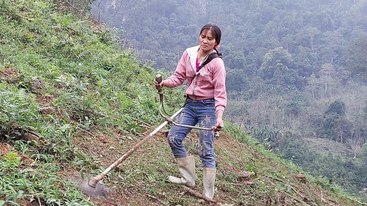 Weeding by Agricultural Machinery and planting corn - Green forest life ...