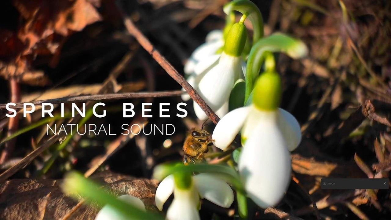 Spring Snowdrops and first bees, spring and birds singing, morning ...